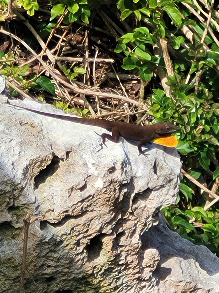 Graham's Anole from Sandys Parish, Bermuda on April 6, 2023 at 11:58 AM ...