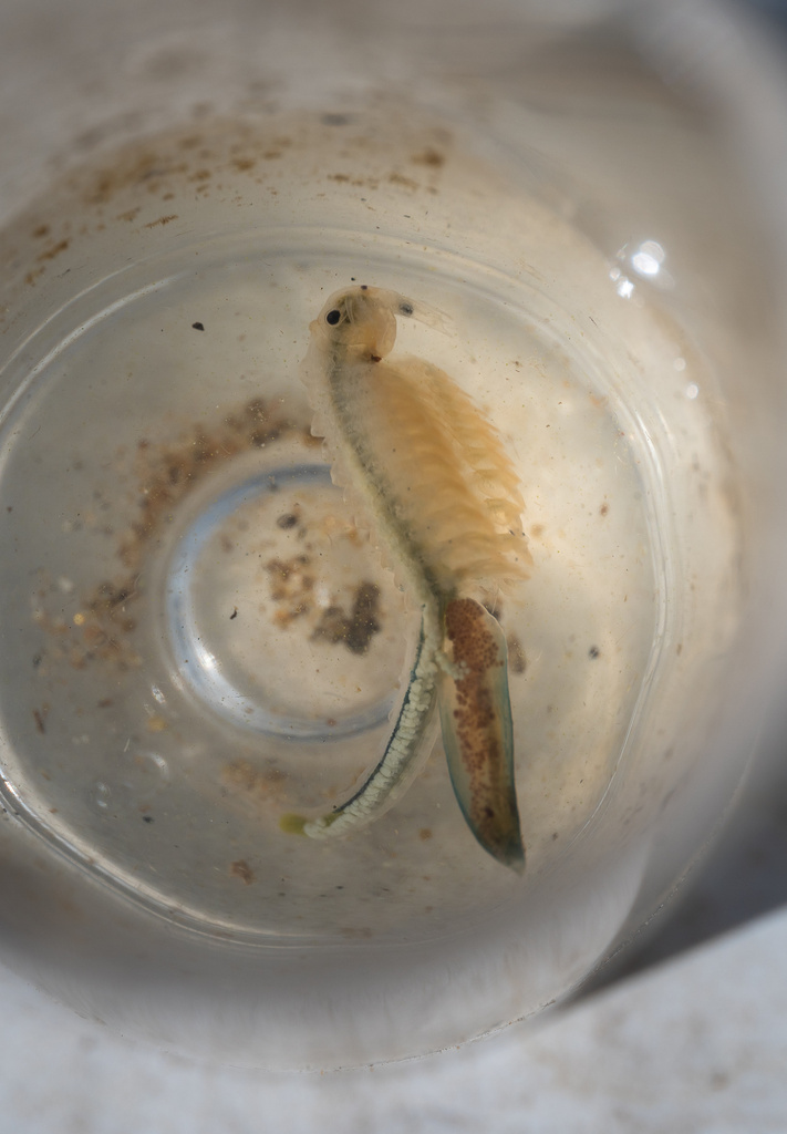 Branchinecta from Perris, CA, US on April 8, 2023 at 09:42 AM by Aaron ...