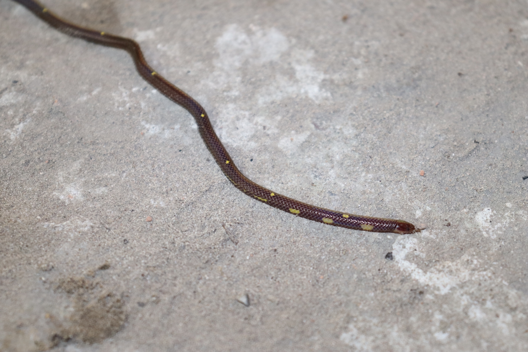 Calamaria H.Boie, 1827