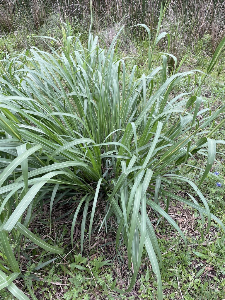 eastern gamagrass from Memorial Park Conservancy, Houston, TX, US on ...