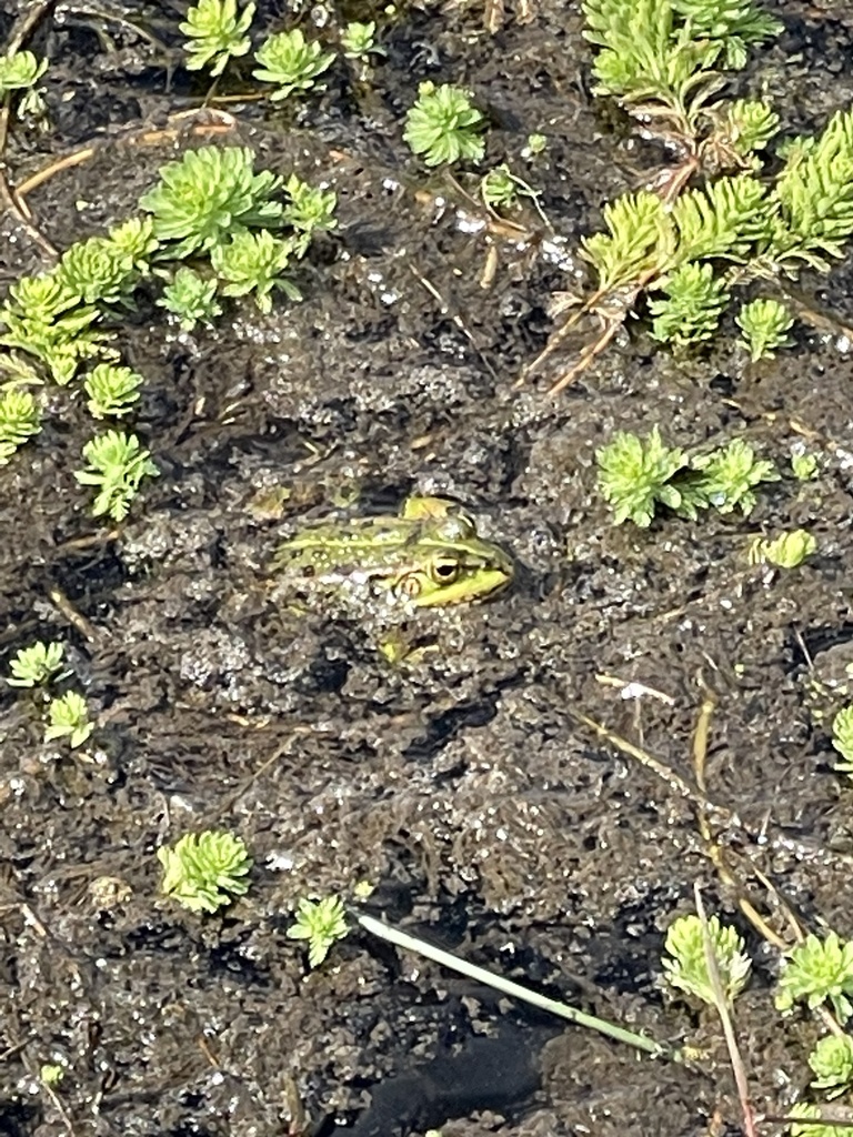 Iberian Green Frog from Passeio 25 de Abril, Ponte de Lima, Norte, PT ...