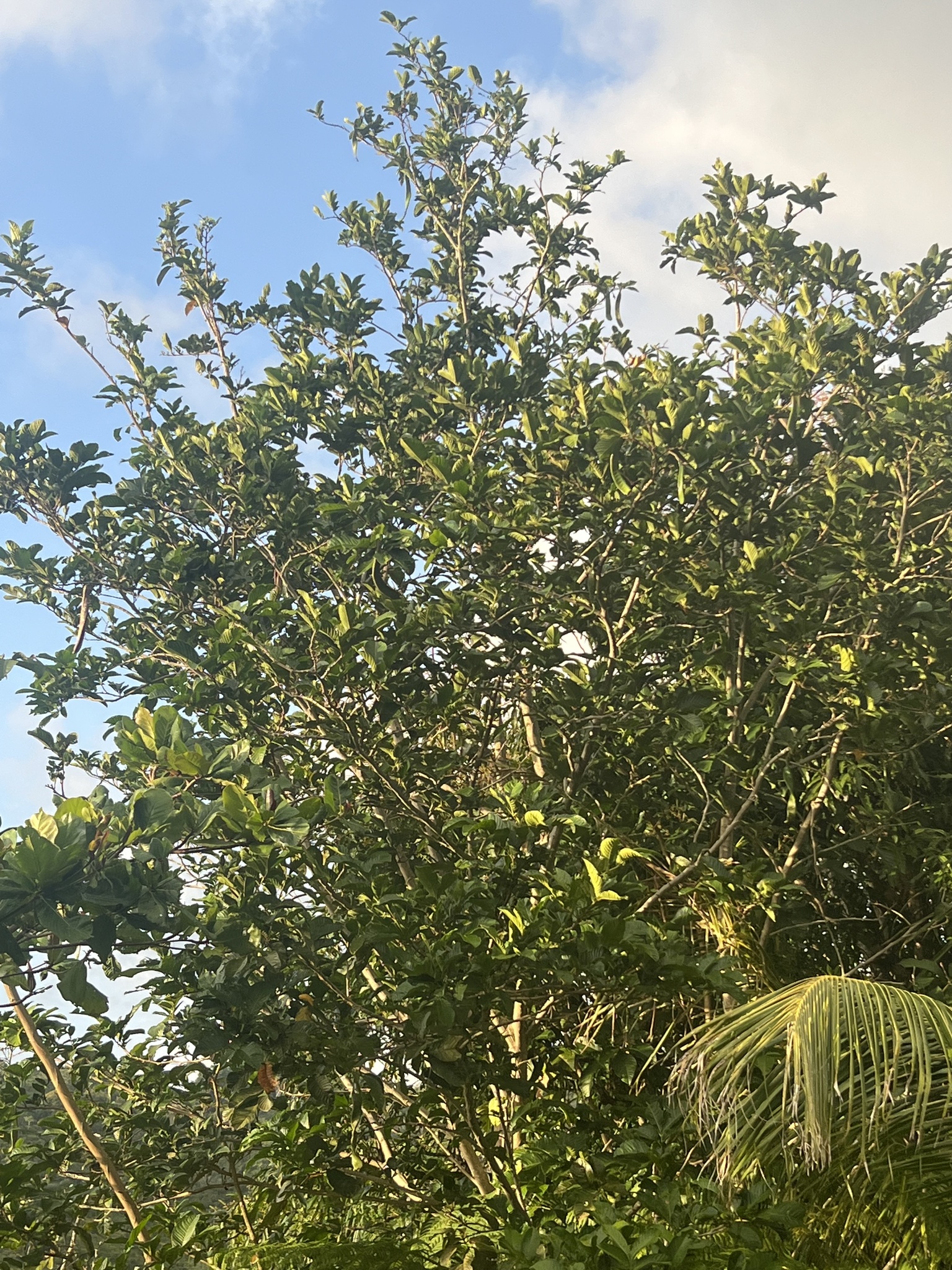 Inga spectabilis (Vahl) Willd.