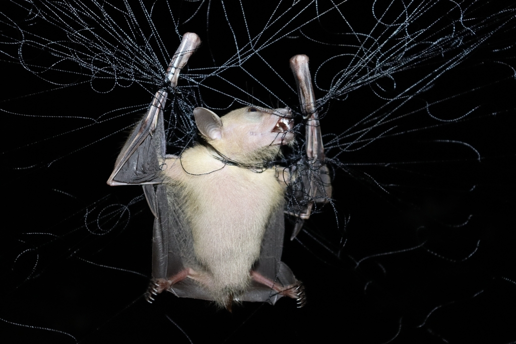 Temminck's Tailless Fruit Bat from Bintulu, MY-SK, MY on April 8, 2023 ...