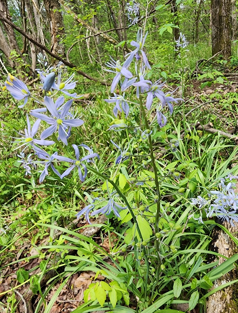 Atlantic camas from Inland Junction, AL on April 9, 2023 at 01:54 PM by ...
