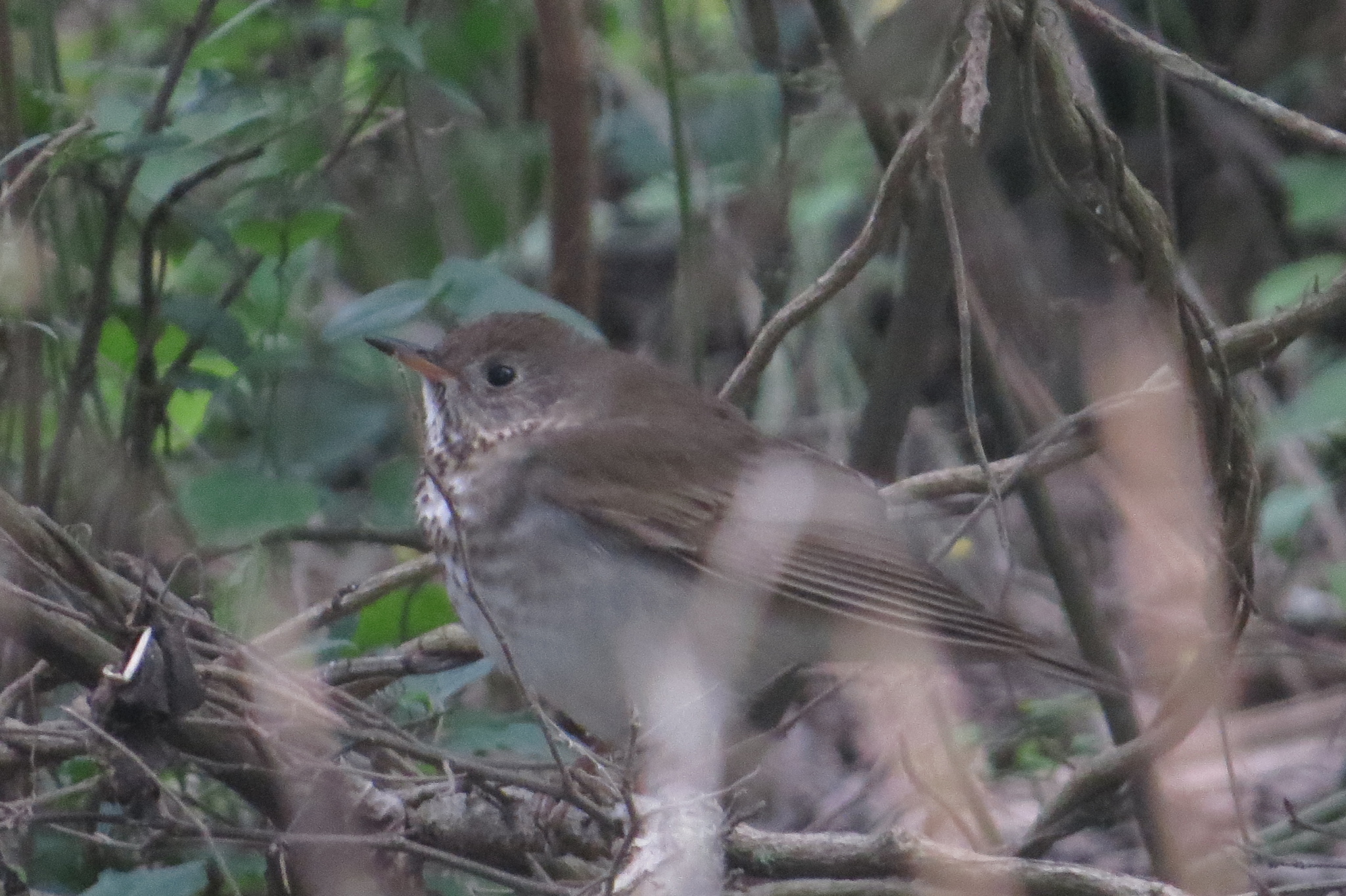 Catharus minimus (Lafresnaye, 1848)