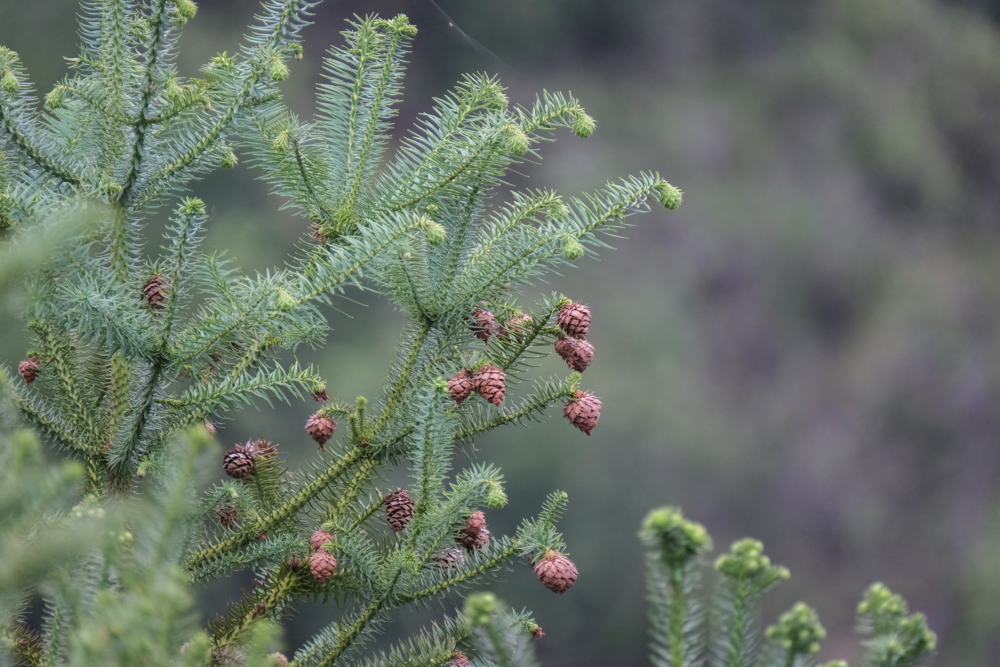 Cunninghamia lanceolata (Lamb.) Hook.
