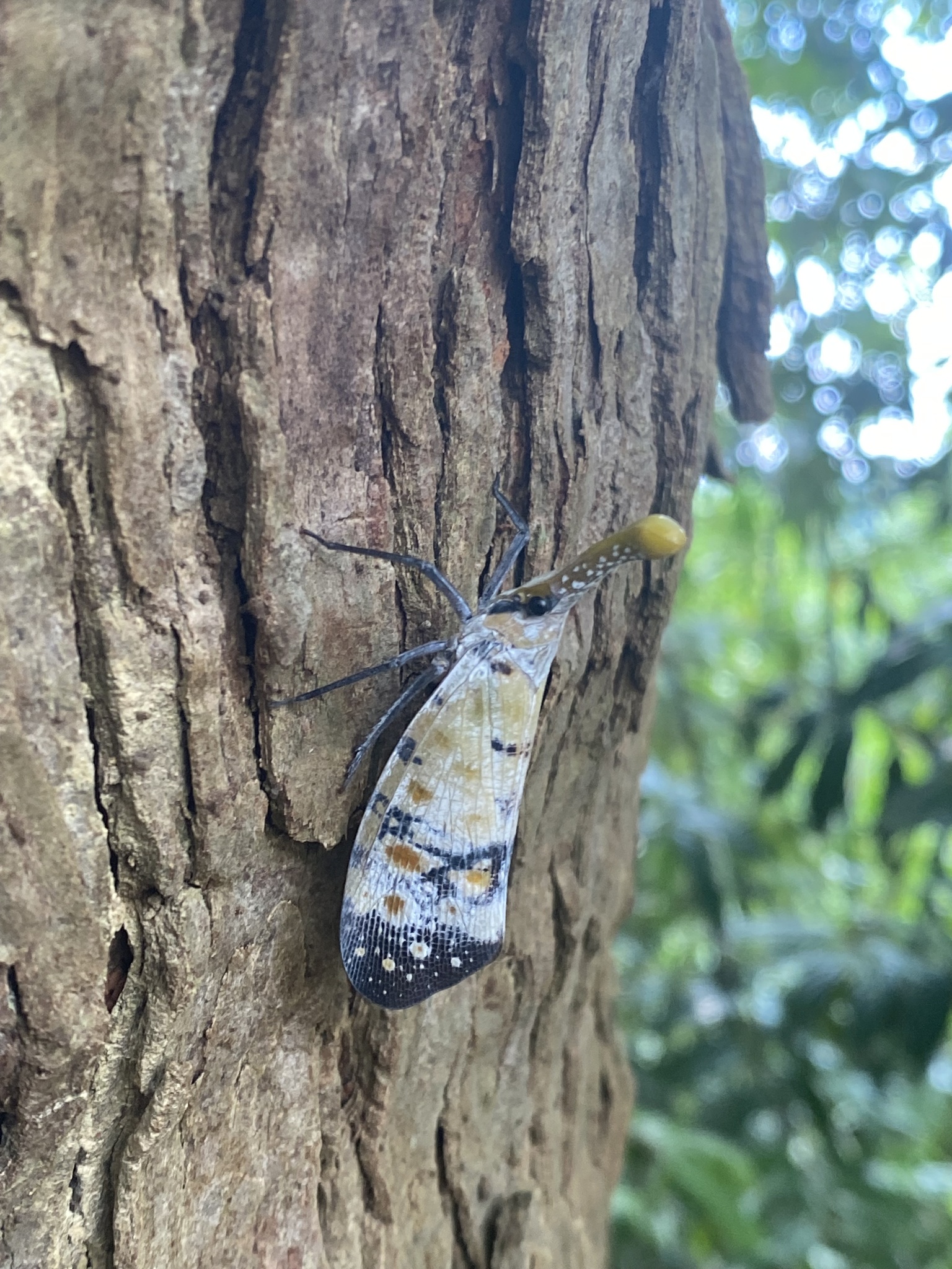 Pyrops watanabei (Matsumura, 1913)