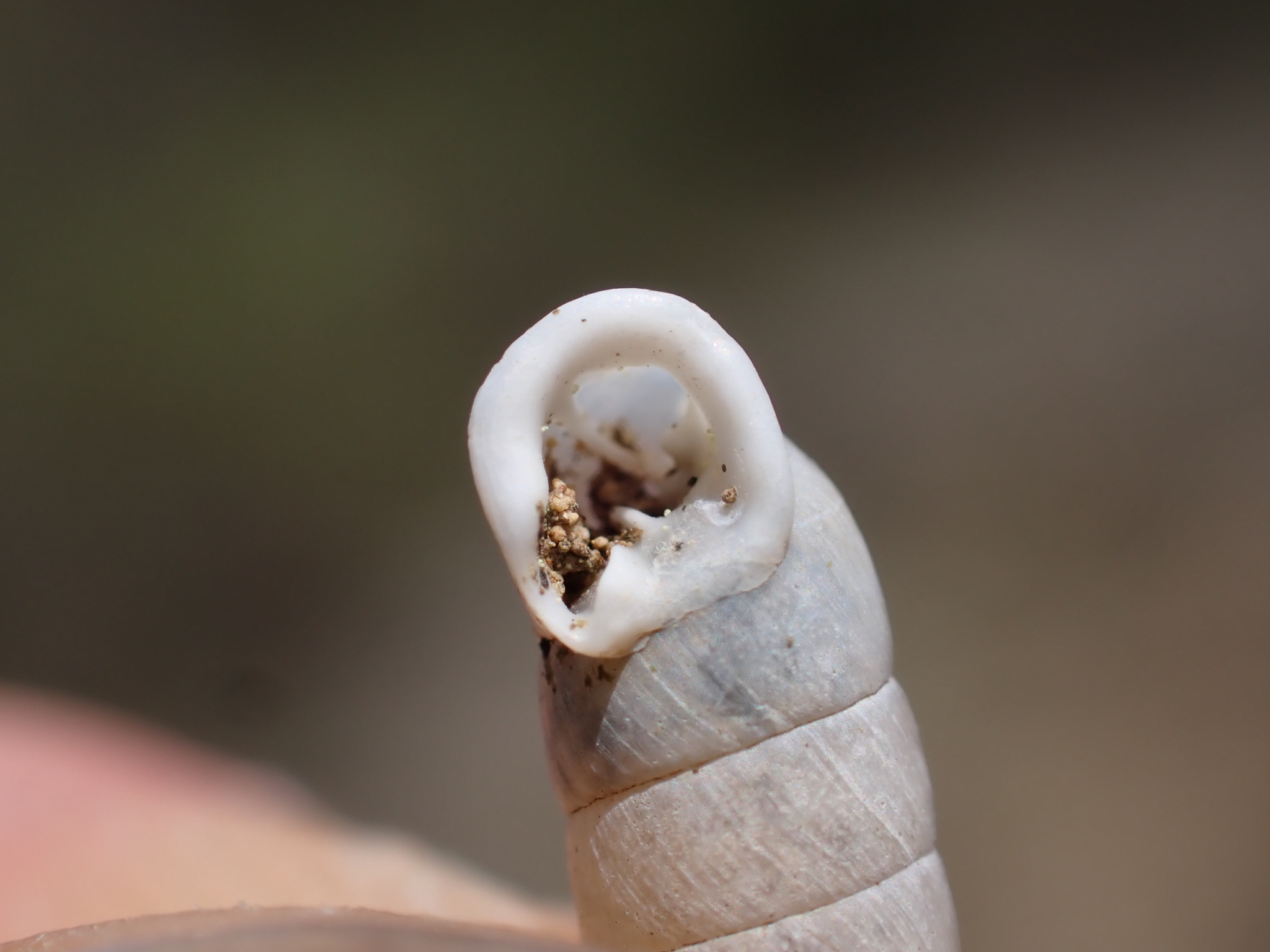 Granaria variabilis (Draparnaud, 1801)