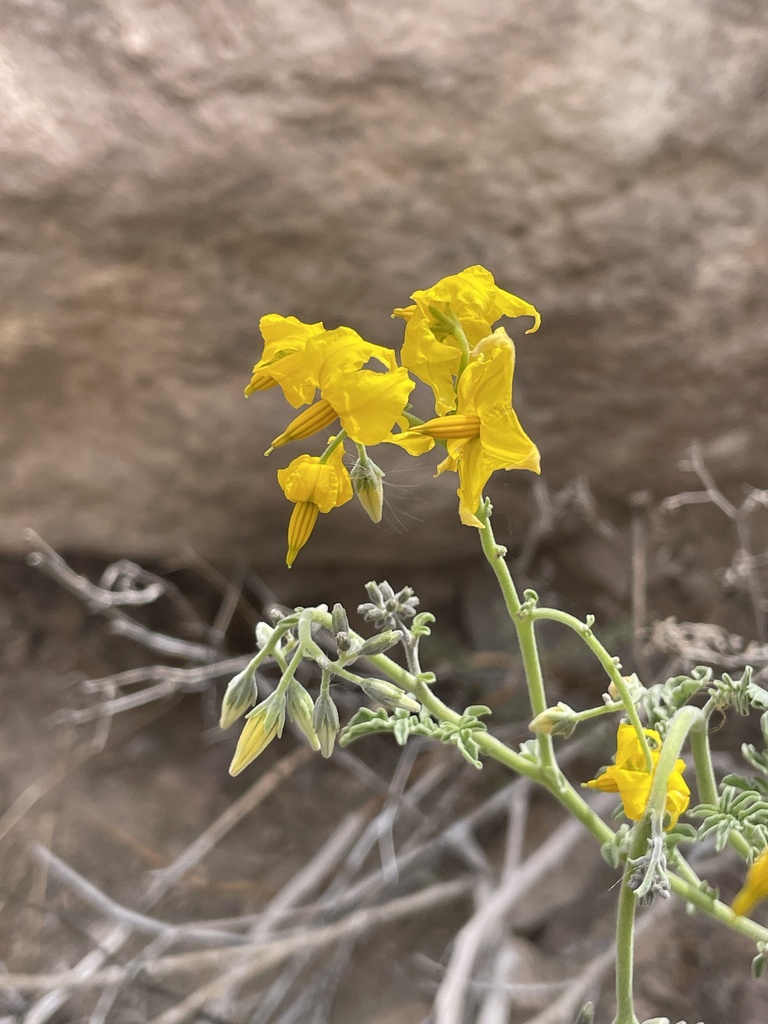 Solanum chilense from Quebrada de Cardones Natural Monument, Arica ...