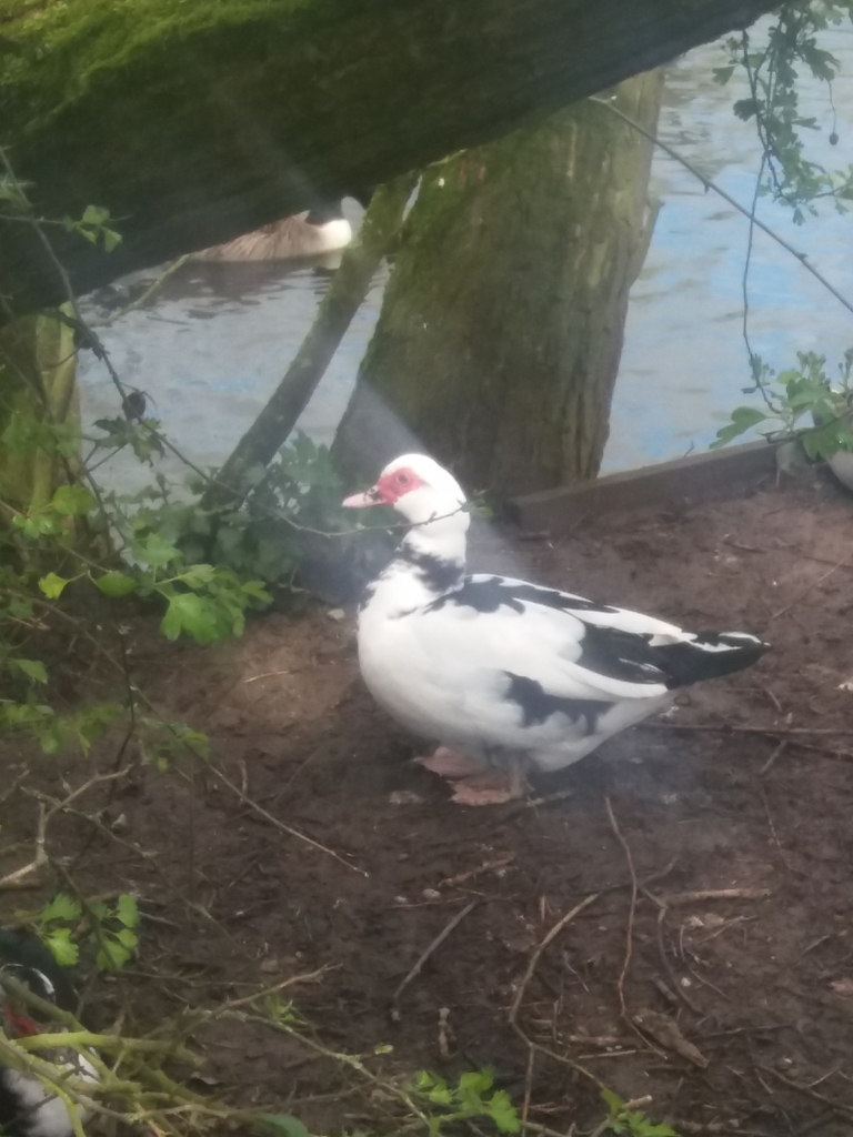 Domestic Muscovy Duck from Carberry Way, Stoke-on-Trent ST3 5RE, UK on ...
