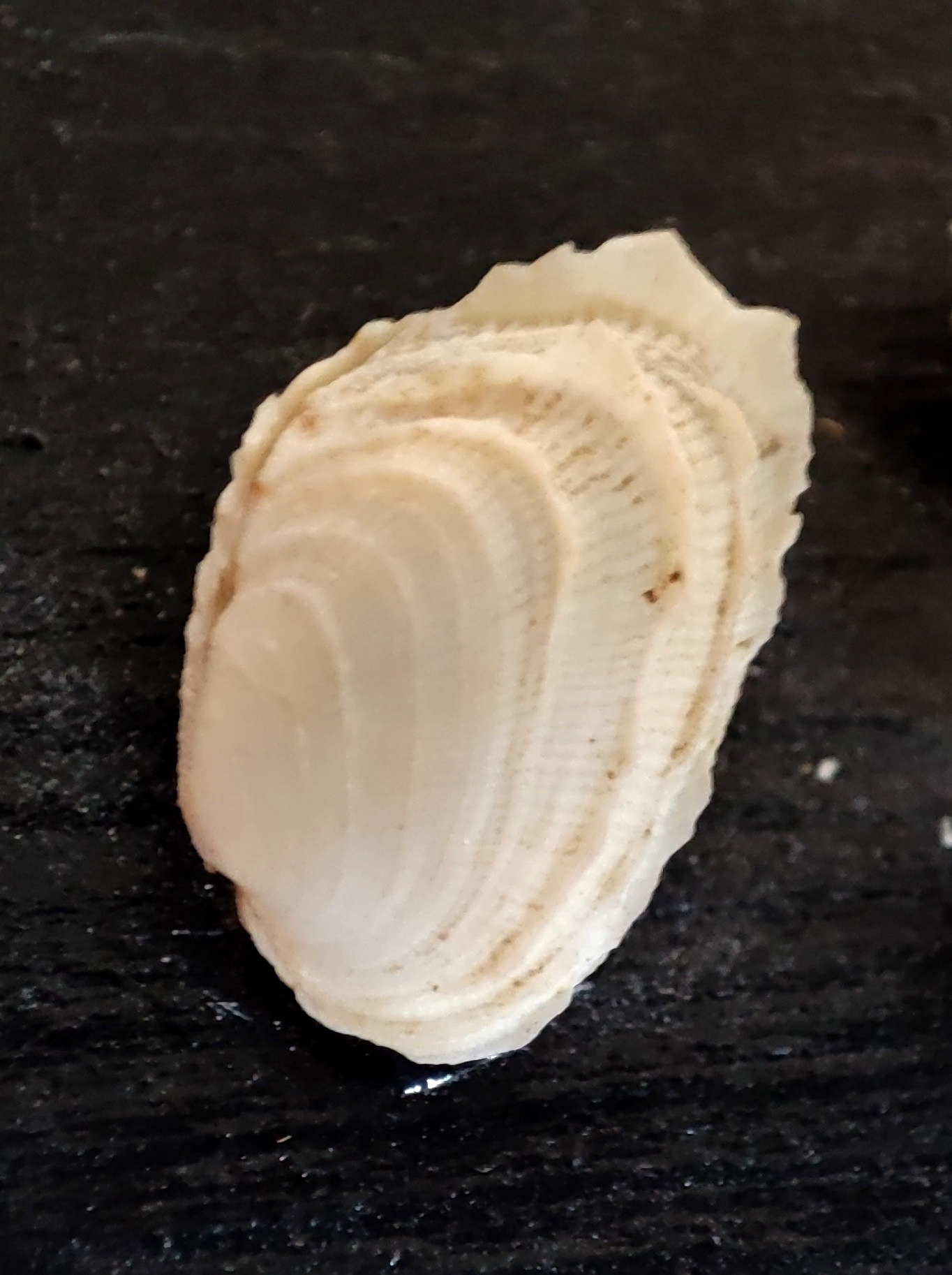 Irus irus (Linnaeus, 1758)