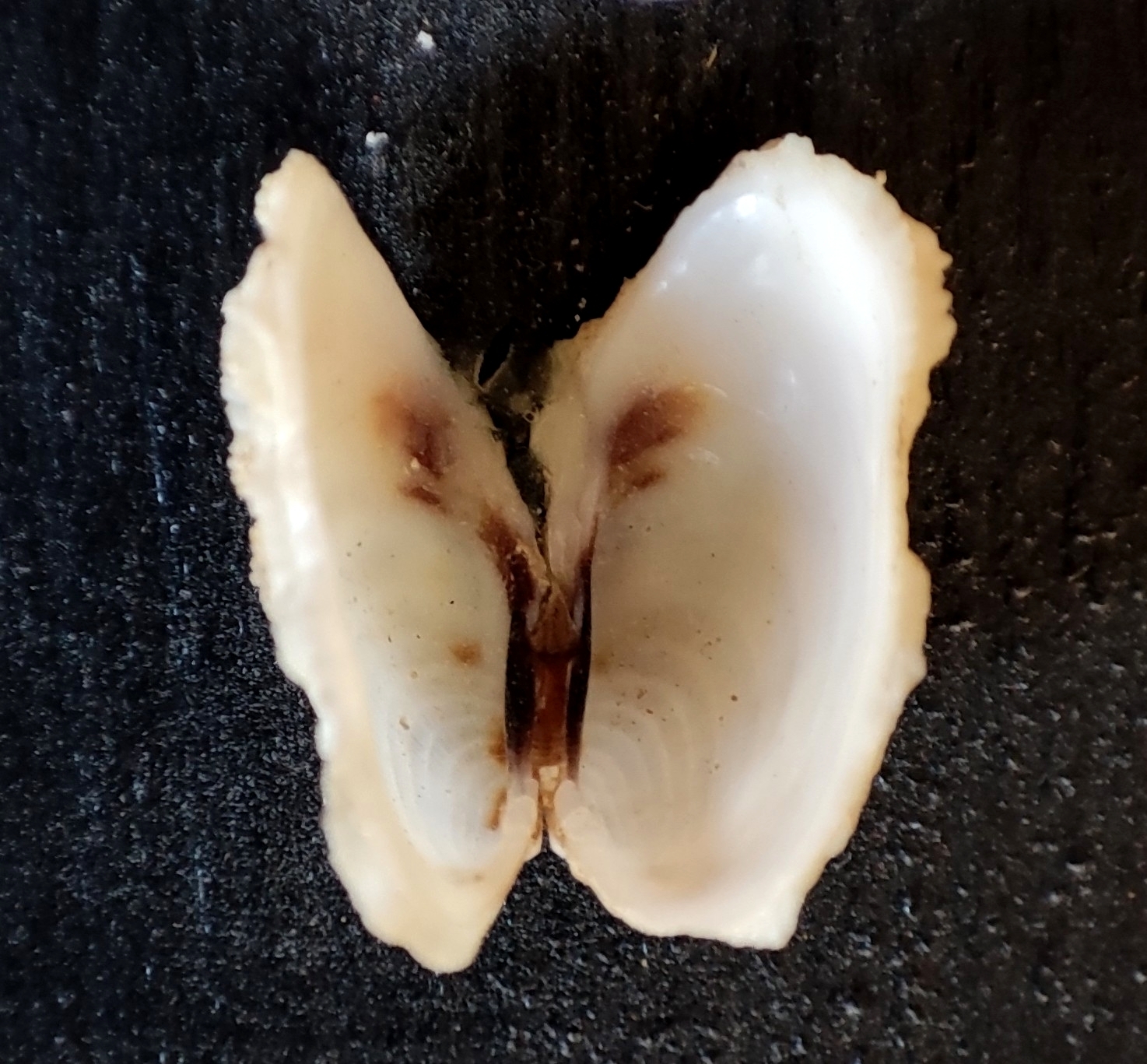 Irus irus (Linnaeus, 1758)