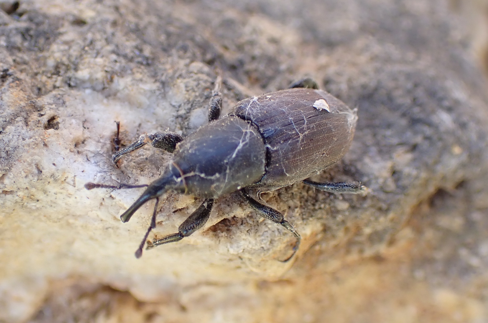Sphenophorus striatopunctatus (J.A.E.Goeze, 1777)