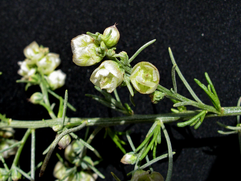 Cheesebush (Flora of Wind Wolves Preserve) · iNaturalist