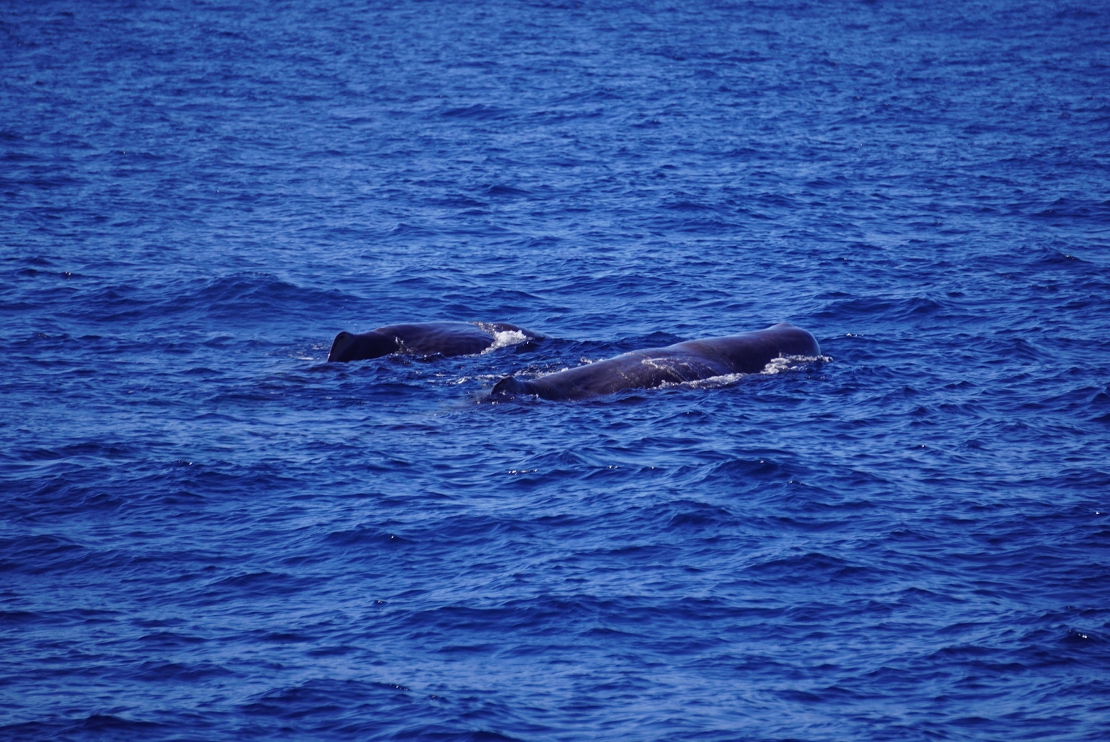 Physeter macrocephalus Linnaeus, 1758