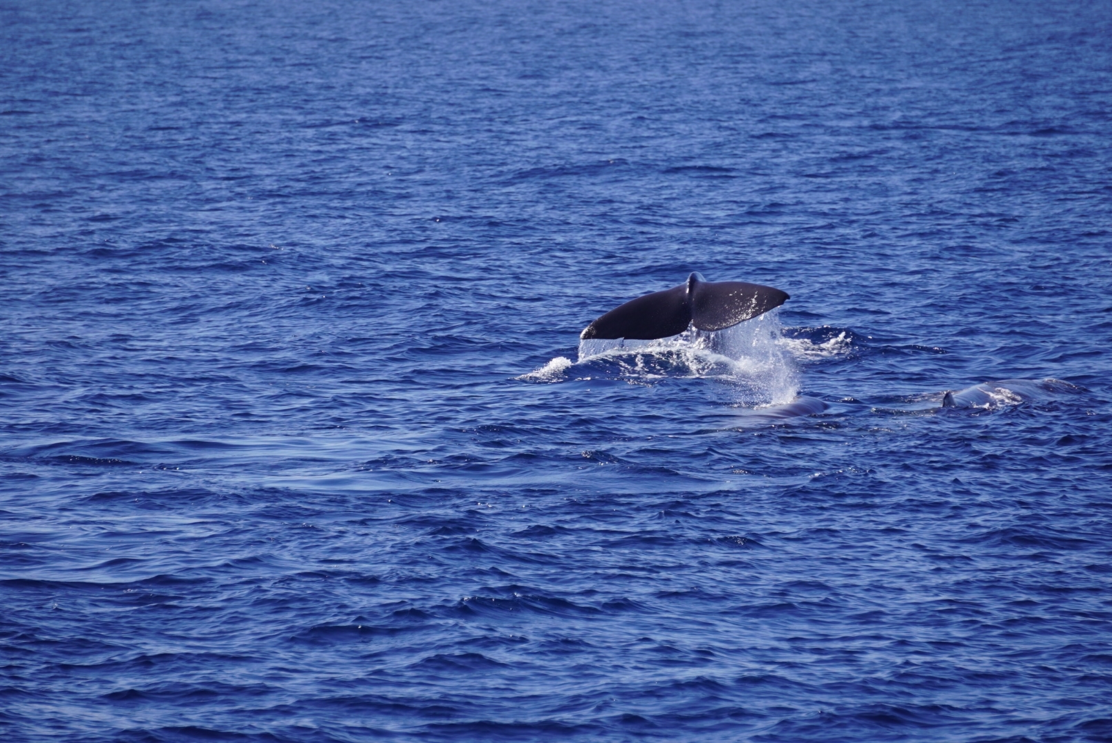 Physeter macrocephalus Linnaeus, 1758