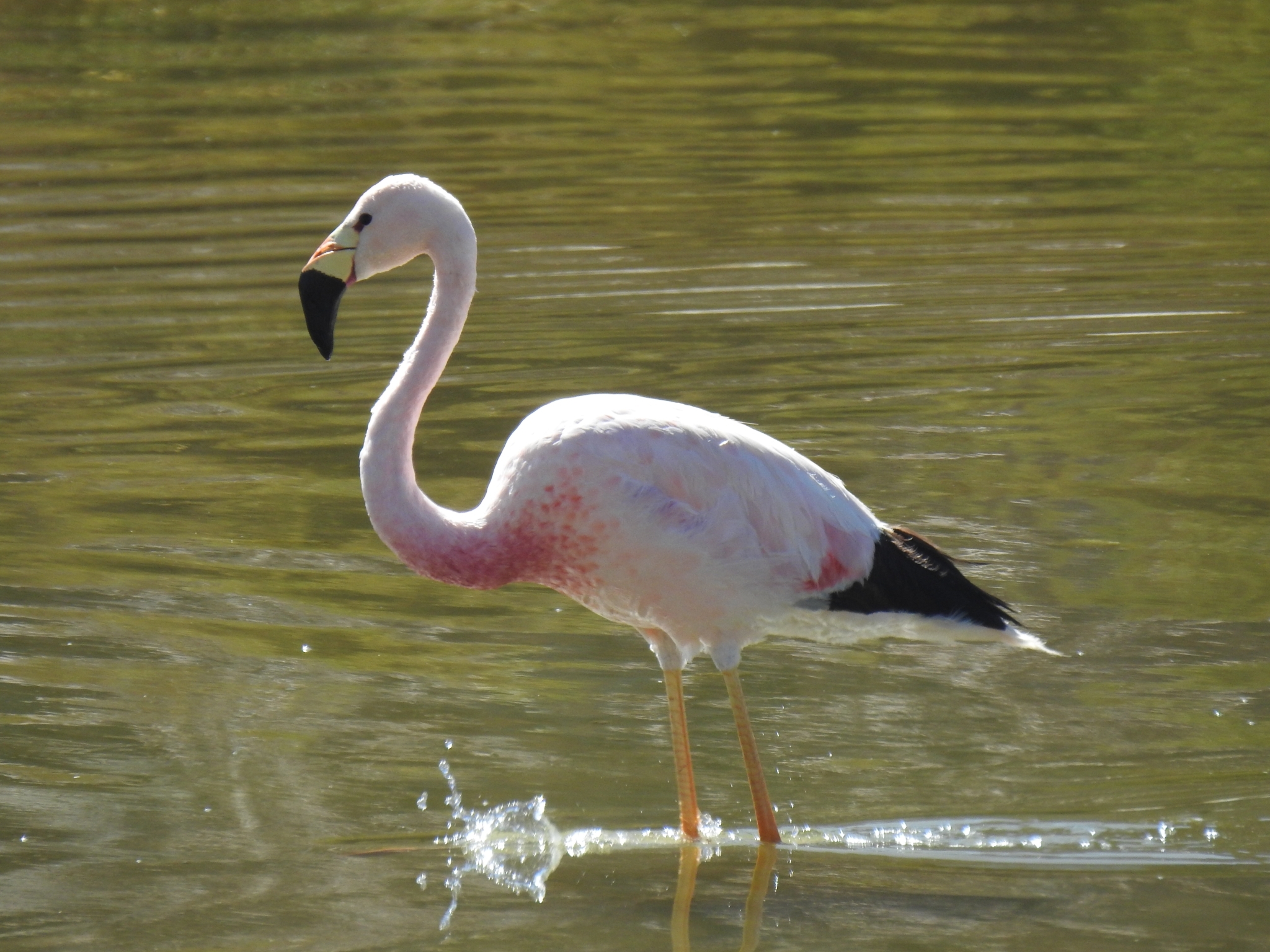 Phoenicoparrus andinus (Philippi, 1854)