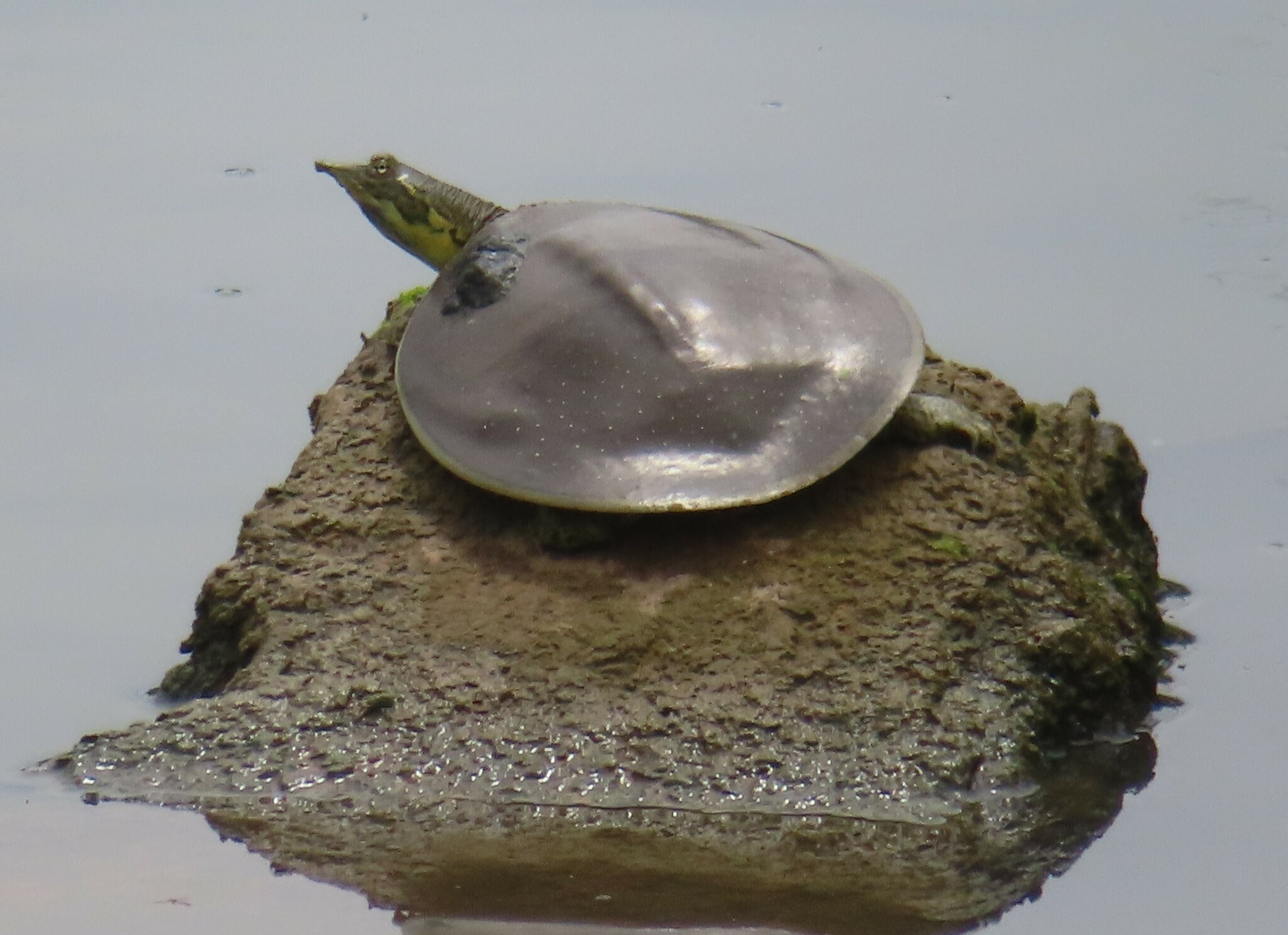 Apalone spinifera guadalupensis (Webb, 1962)