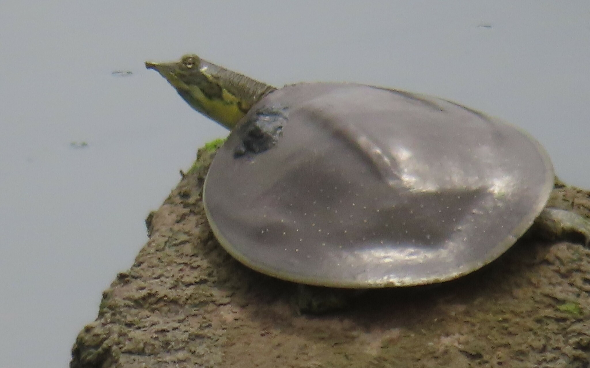 Apalone spinifera guadalupensis (Webb, 1962)