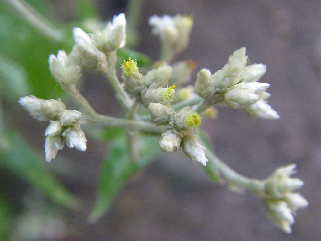 white rabbit-tobacco (Thomas Fire Rare Plants) · iNaturalist