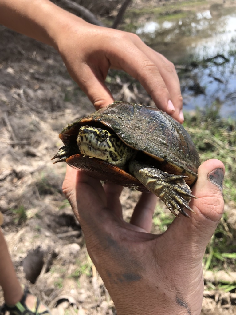 Mexican Mud Turtle from Acaponeta, NAY, MX on April 19, 2019 at 11:40 ...