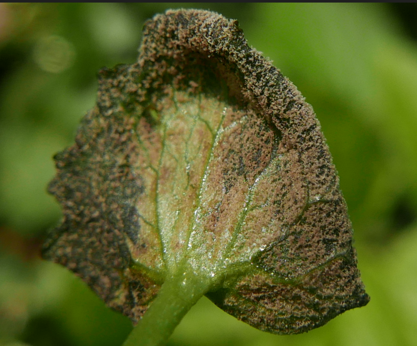 Botryotinia Whetzel, 1945