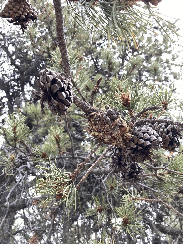 Western Gall Rust from Kananaskis, AB T0L, Canada on April 08, 2023 at ...