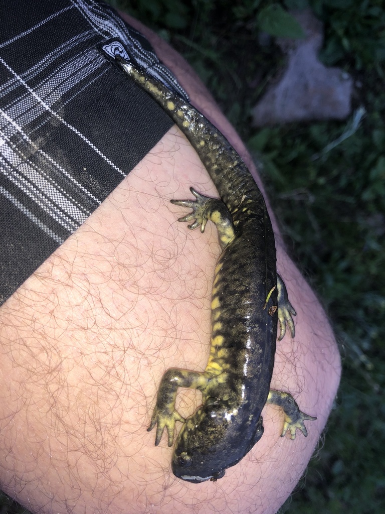 Pine Woods Salamander from Los Charcos, Durango, MX on August 7, 2019 ...