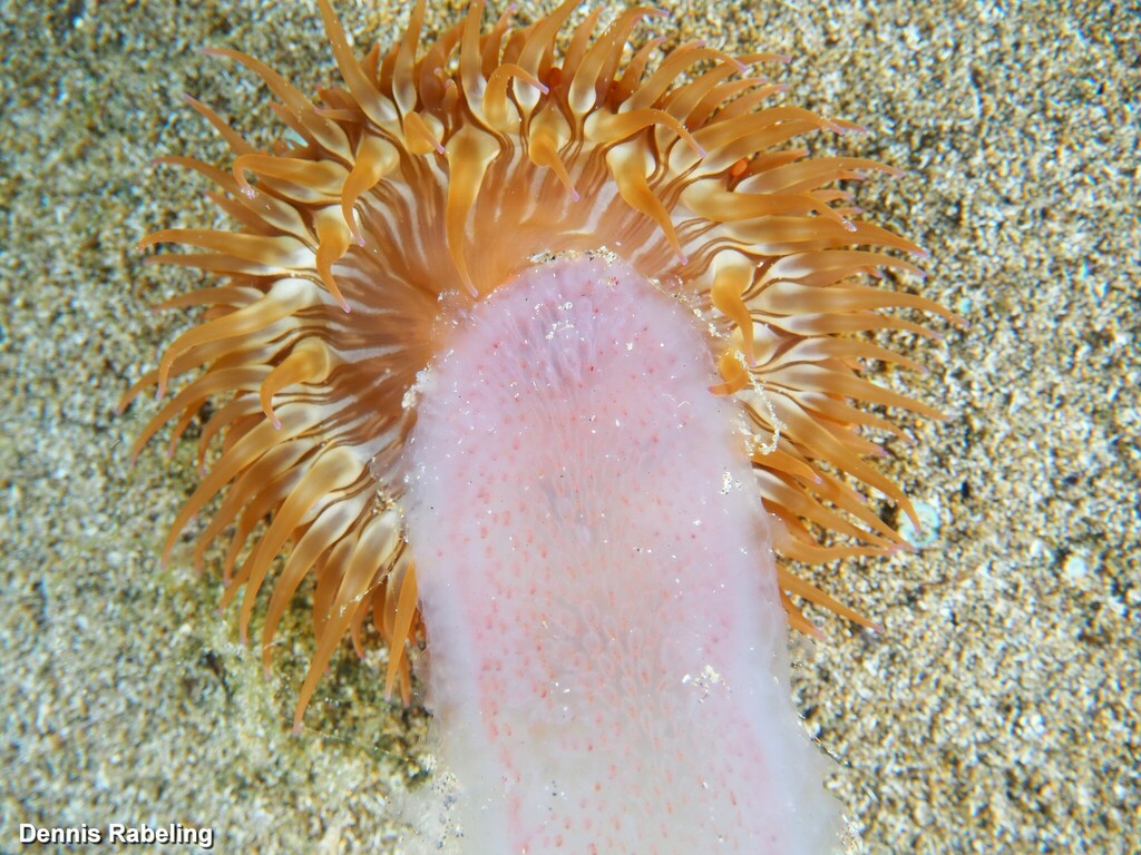 Pyrosoma atlanticum from Las Palmas, ES-CN, ES on April 10, 2023 at 12: ...