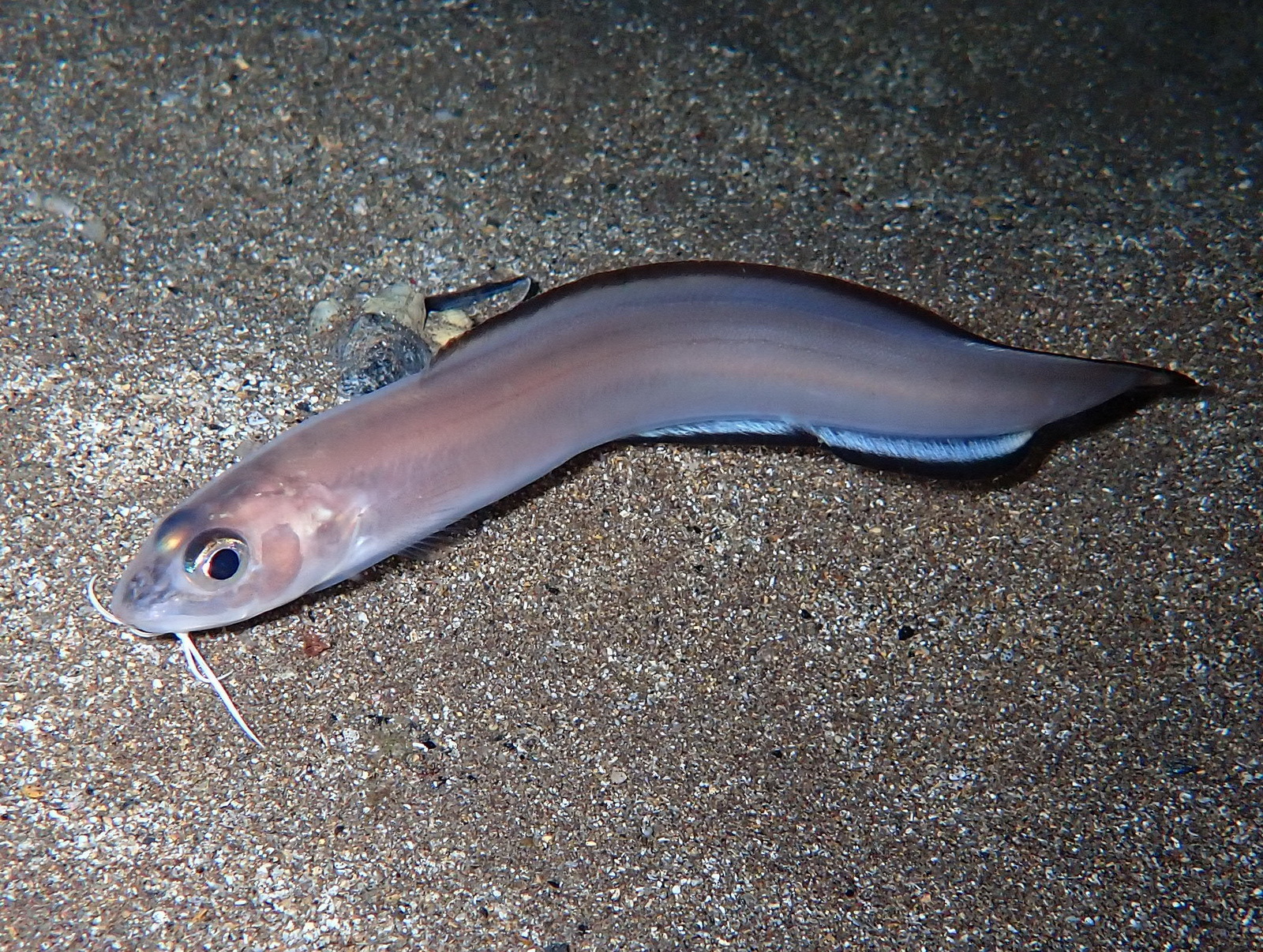 Ophidion rochei Müller, 1845