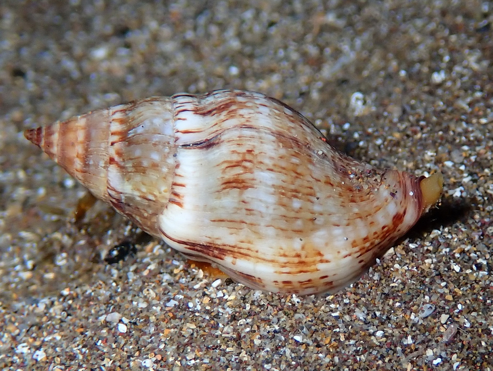 Euthria cornea (Linnaeus, 1758)