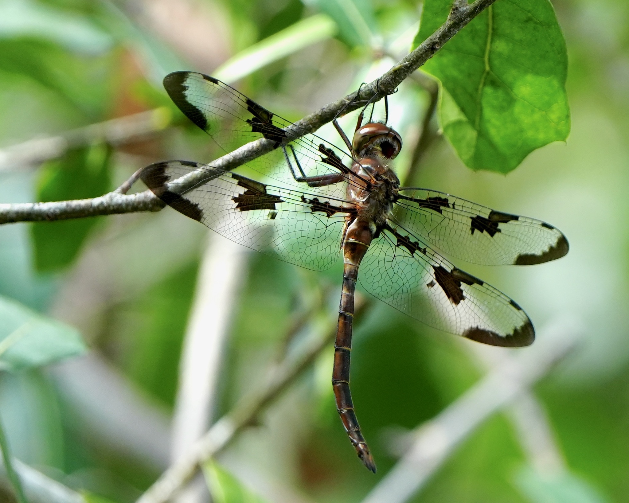 Epitheca princeps Hagen, 1861