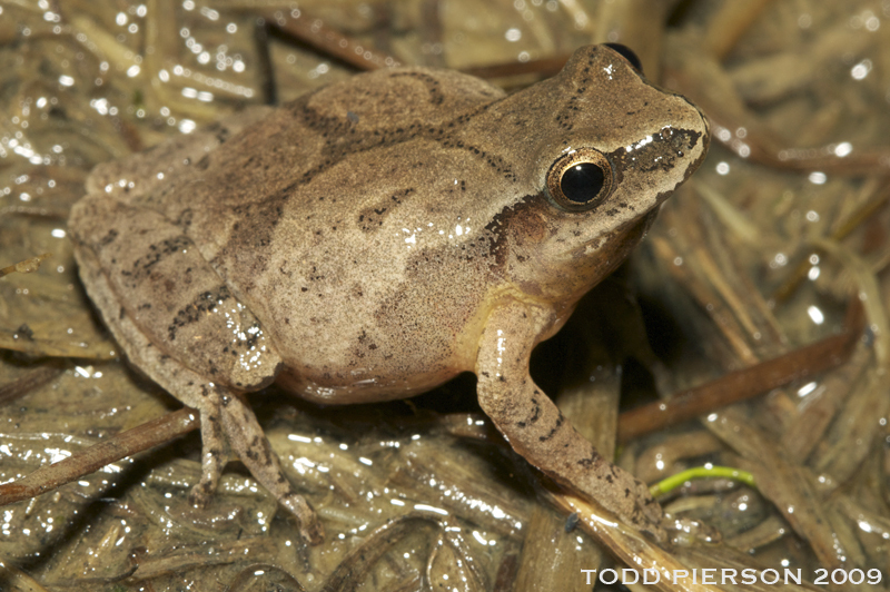 Spring Peeper (Montgomery County Critters) · iNaturalist