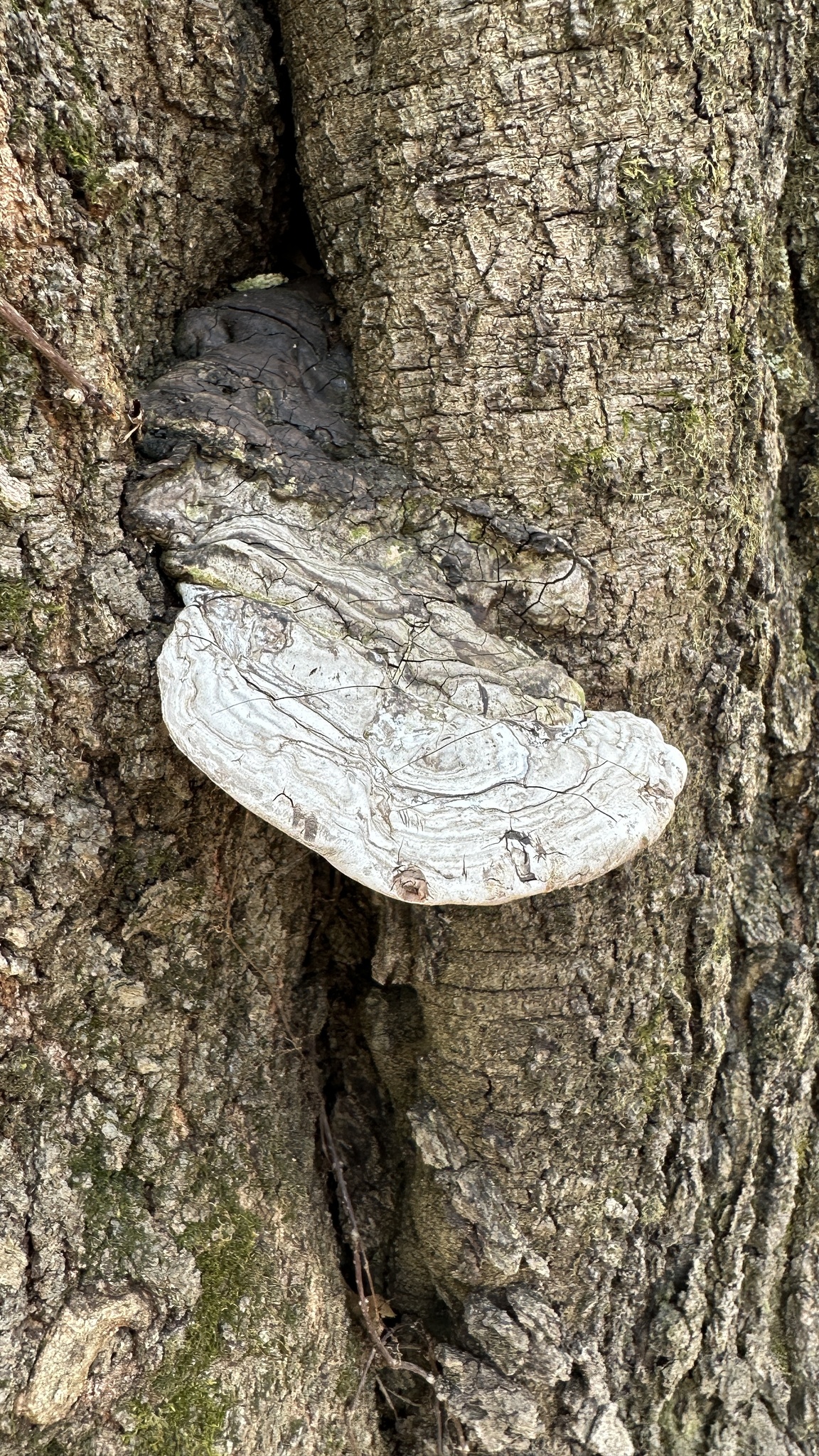 Ganoderma megaloma (Lév.) Bres.