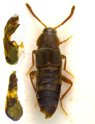 Genus Devia · iNaturalist
