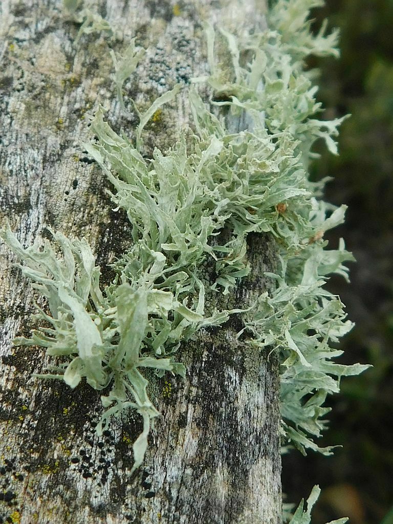 cartilage lichen from Loerkop Greyton, 7233, South Africa on April 10 ...