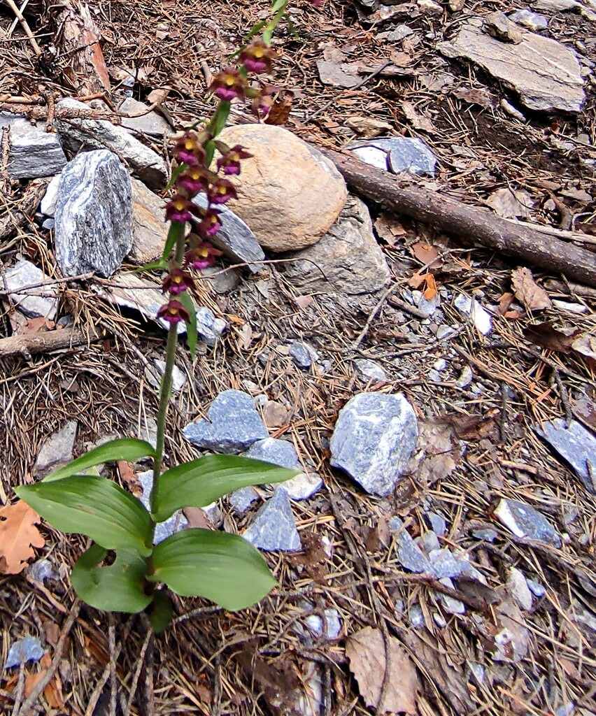 Dark-red Helleborine in July 2021 by Ghigo Rossi - Aosta - Italy ...