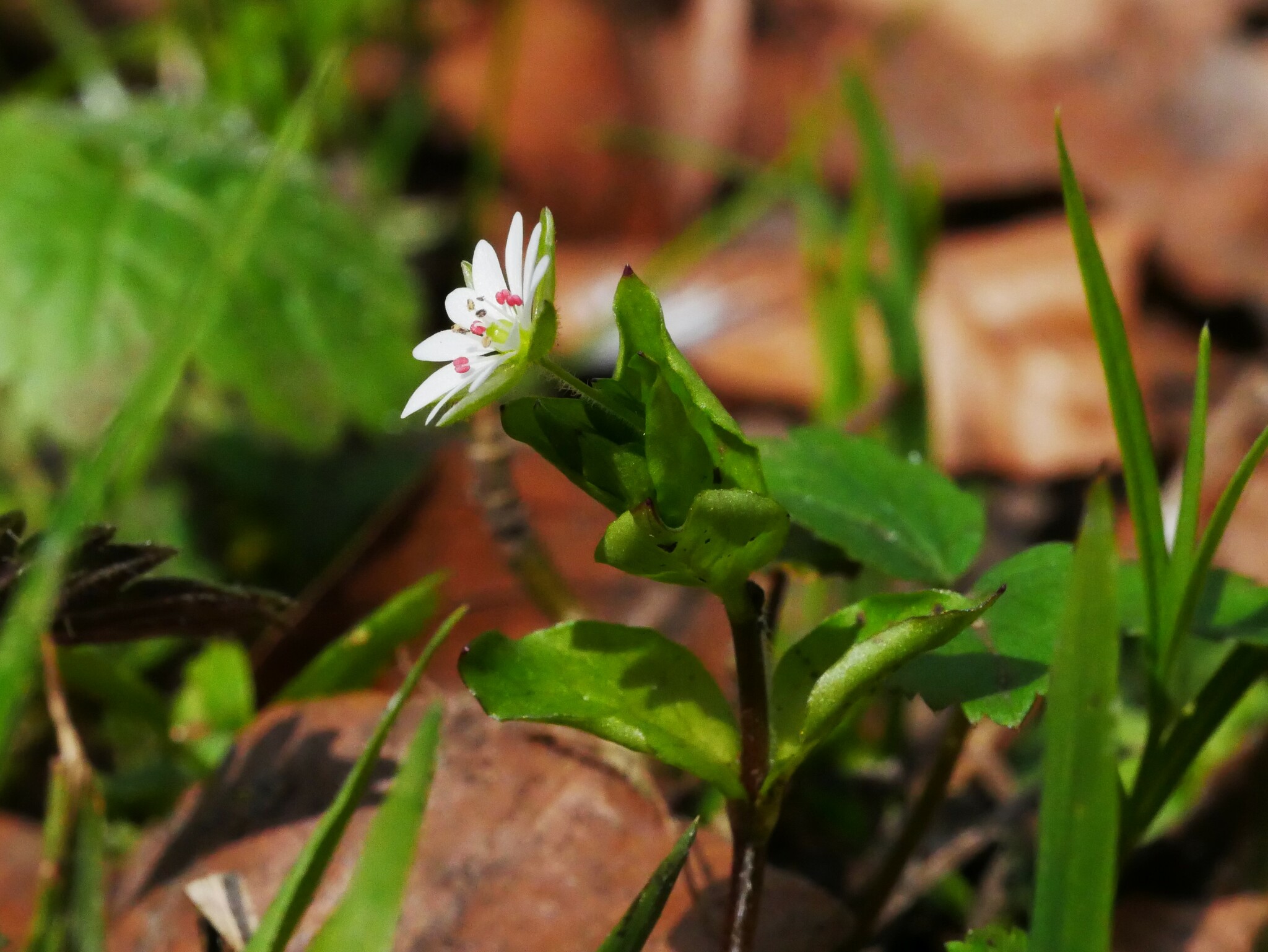 Stellaria neglecta (Lej.) Weihe