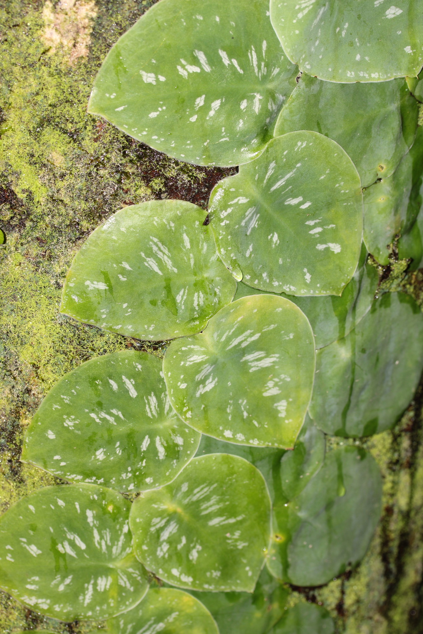Monstera tuberculata var. brevinoda (Standl. & L.O.Williams) Madison