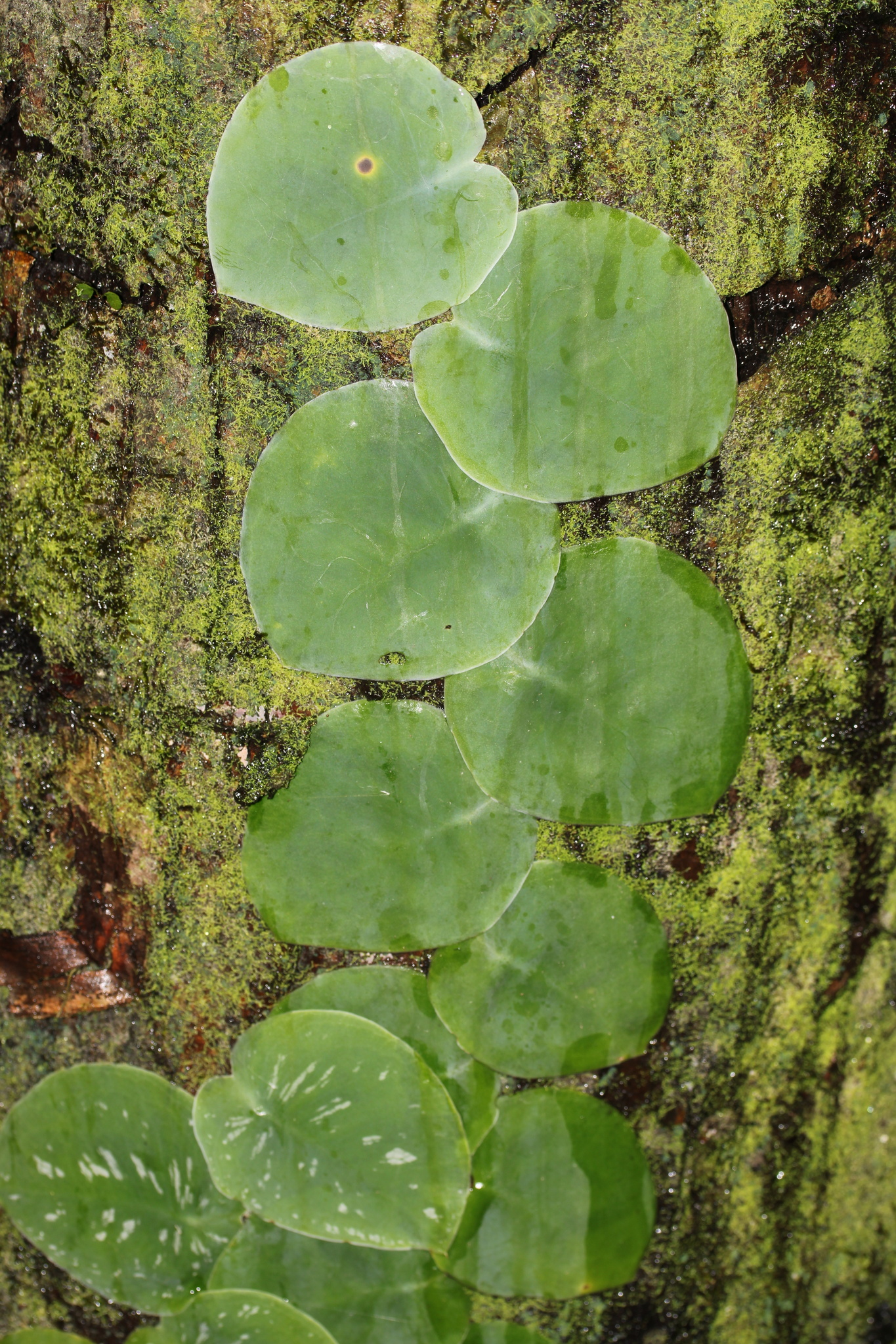 Monstera tuberculata var. brevinoda (Standl. & L.O.Williams) Madison