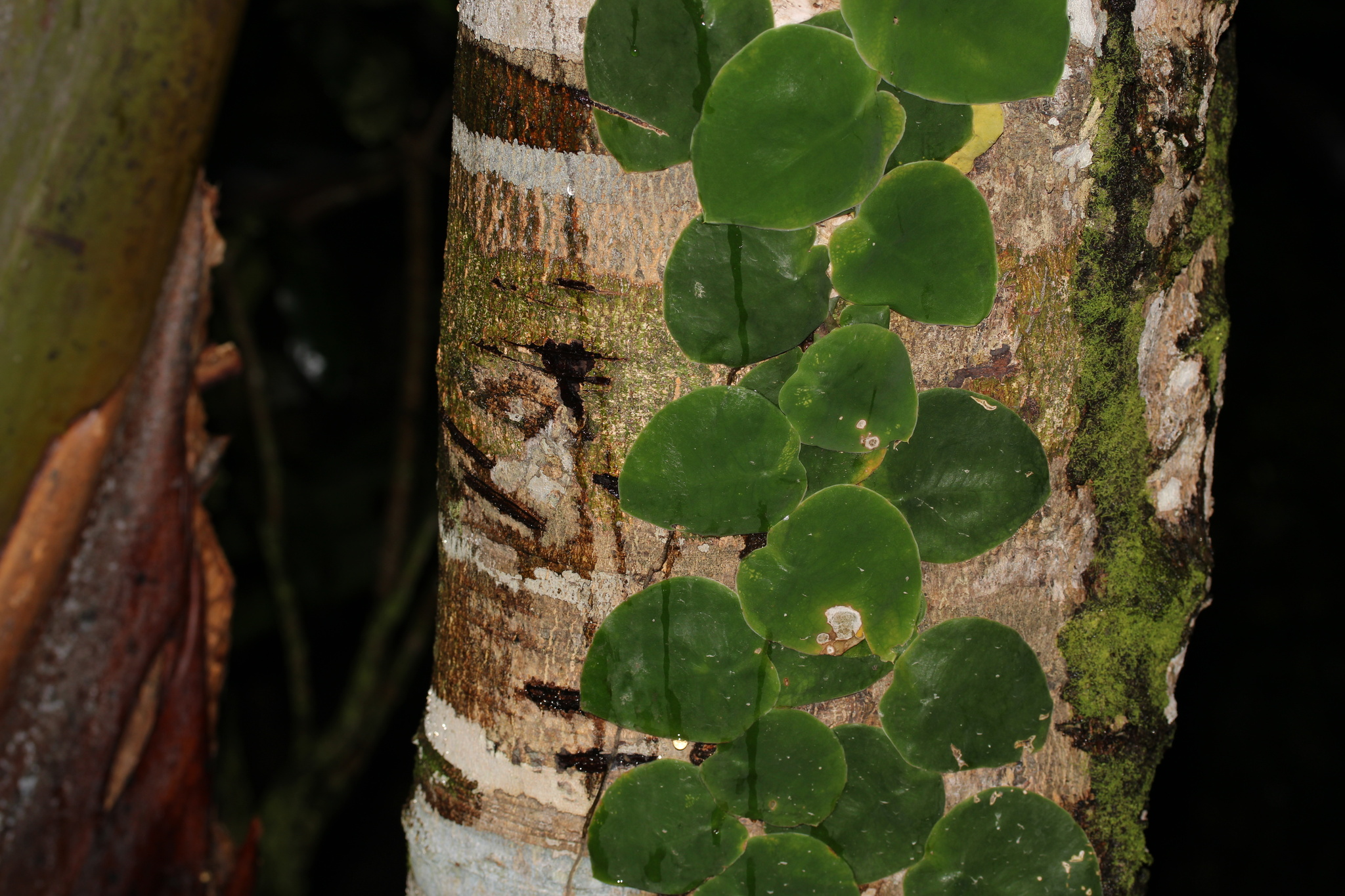 Monstera tuberculata var. brevinoda (Standl. & L.O.Williams) Madison