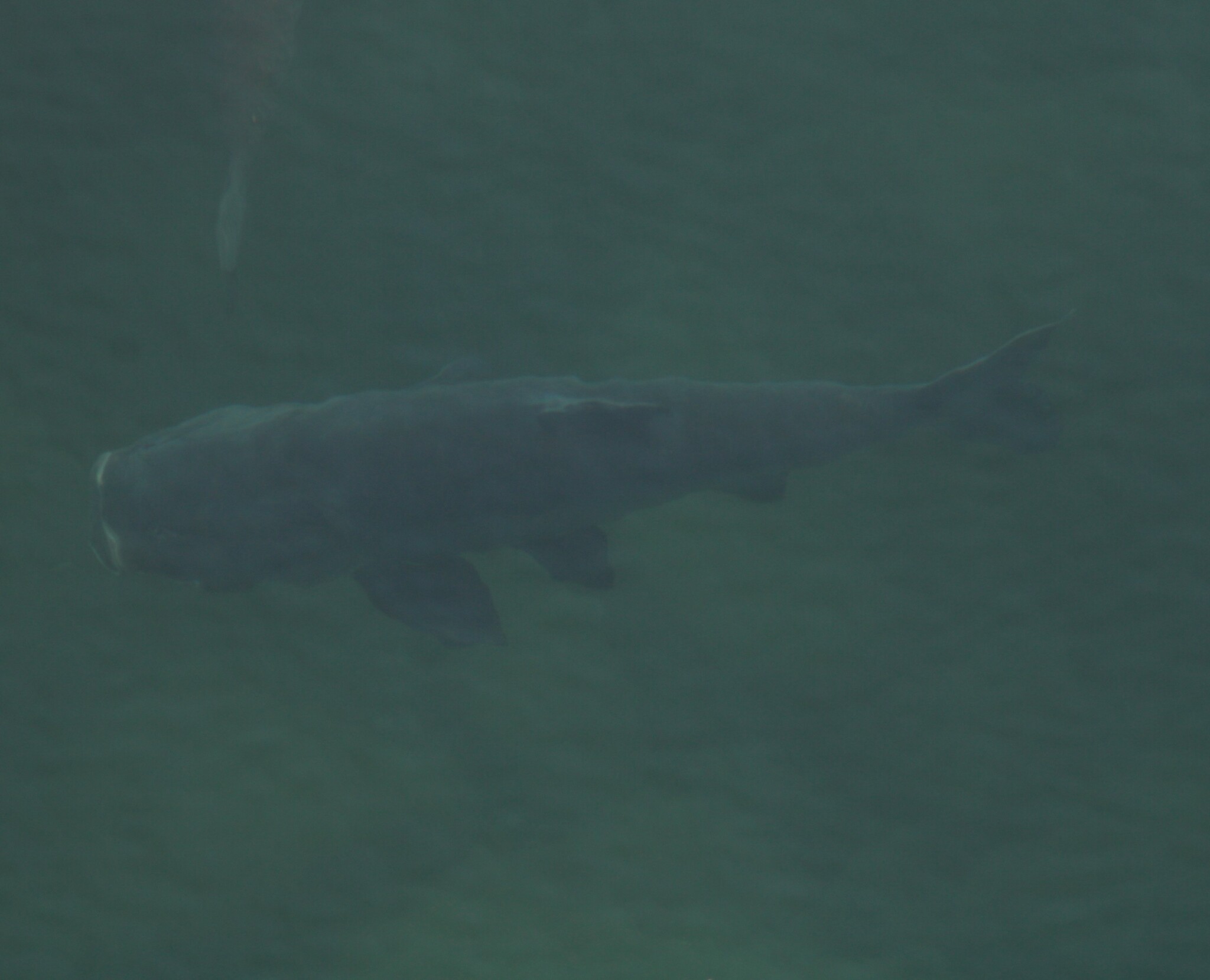 Hypophthalmichthys nobilis (Richardson, 1845)