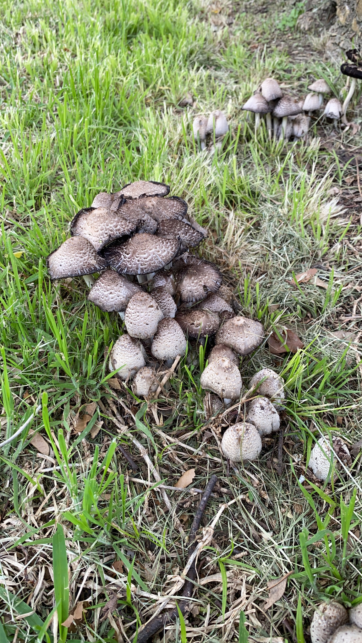 Coprinopsis variegata (Peck) Redhead, Vilgalys & Moncalvo