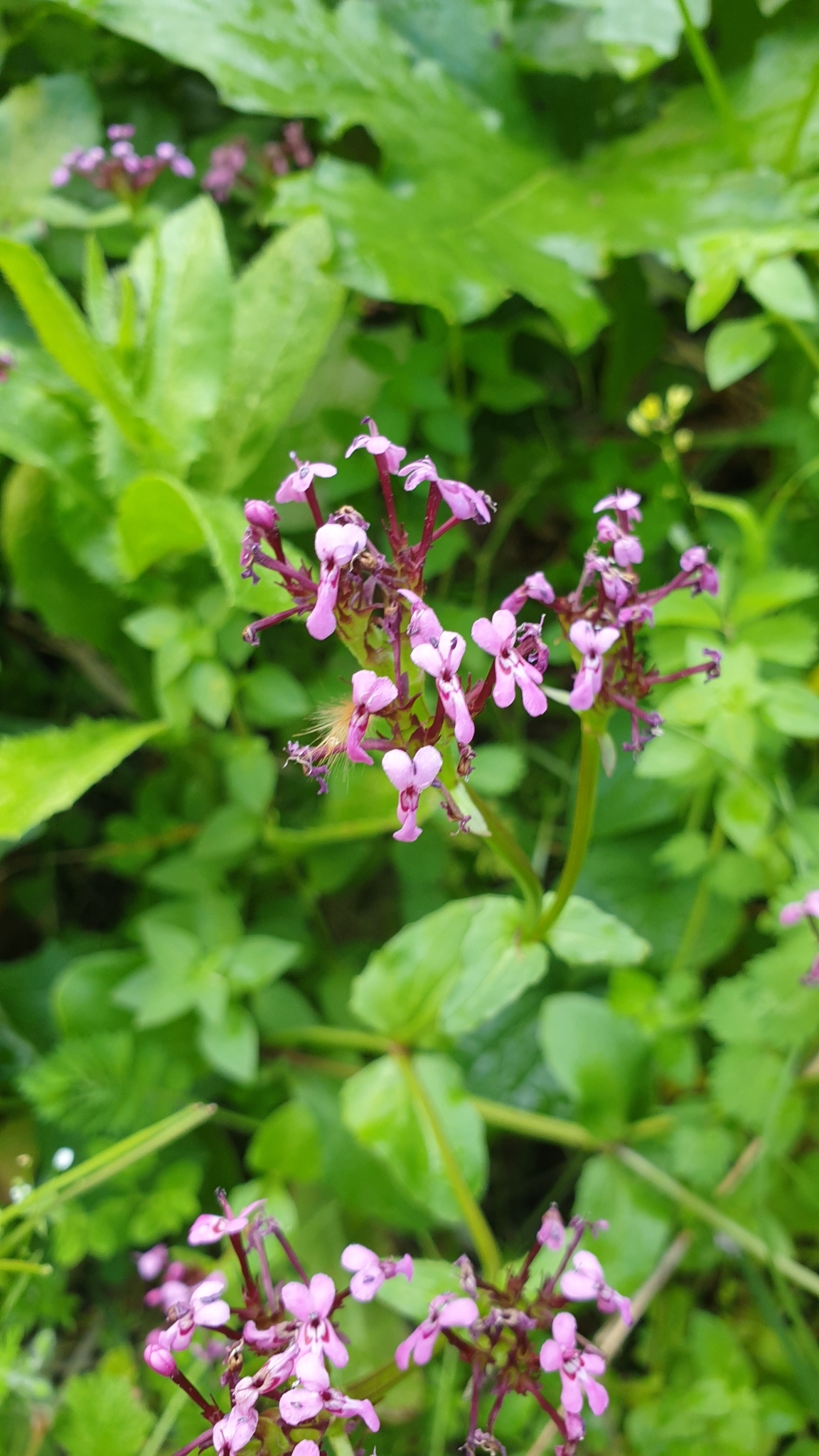 Fedia graciliflora Fisch. & C.A.Mey.