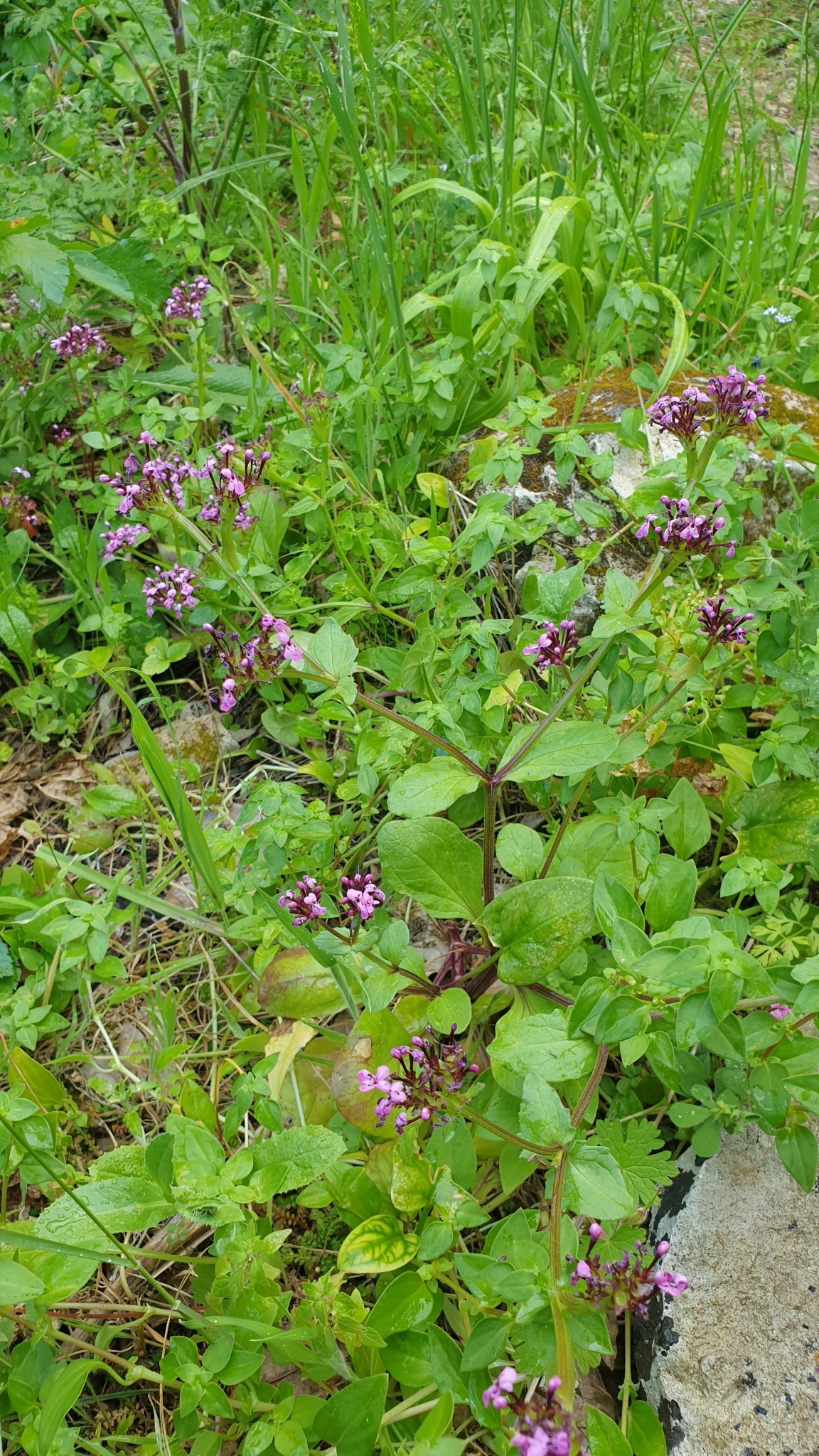 Fedia graciliflora Fisch. & C.A.Mey.
