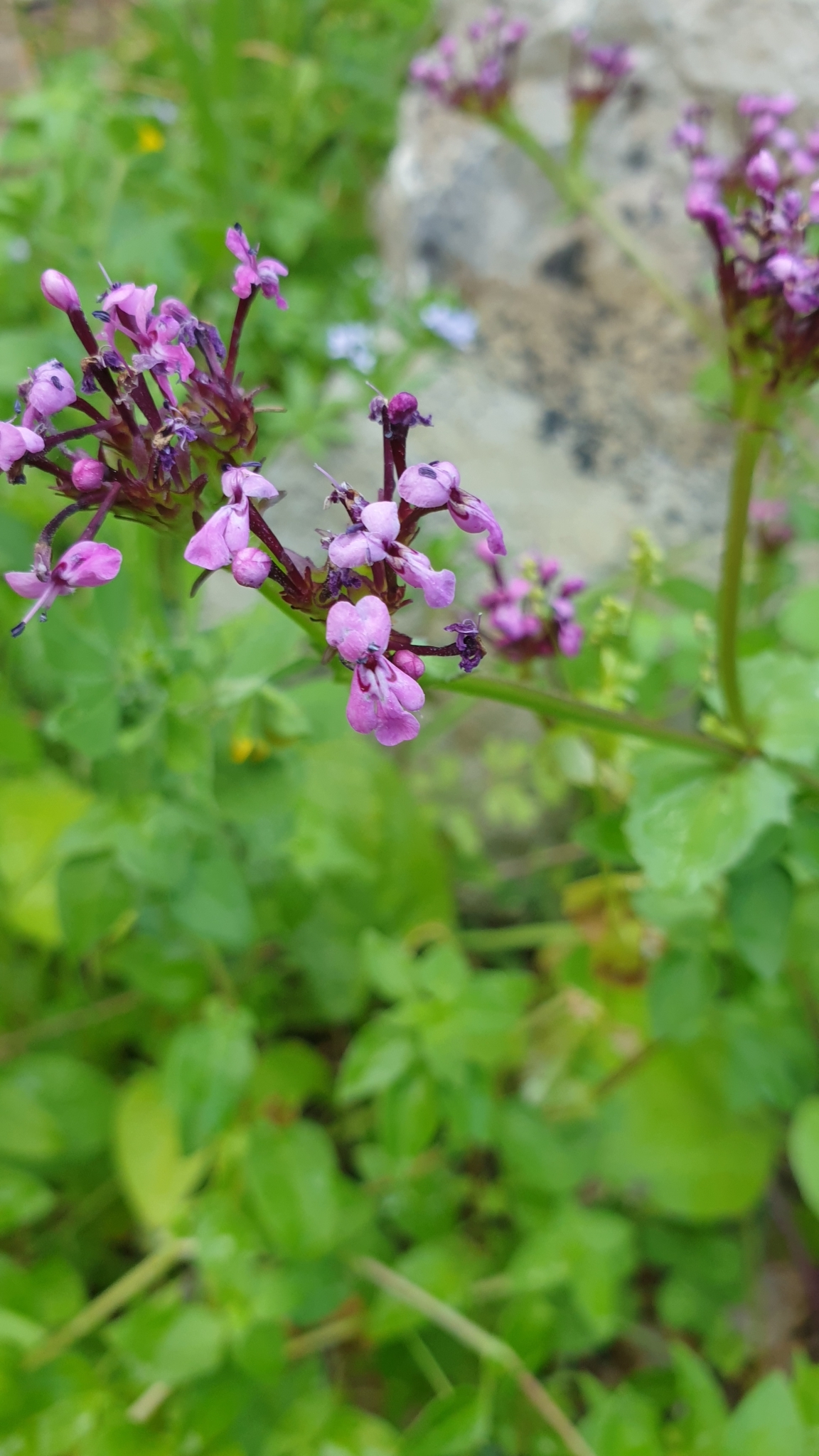 Fedia graciliflora Fisch. & C.A.Mey.