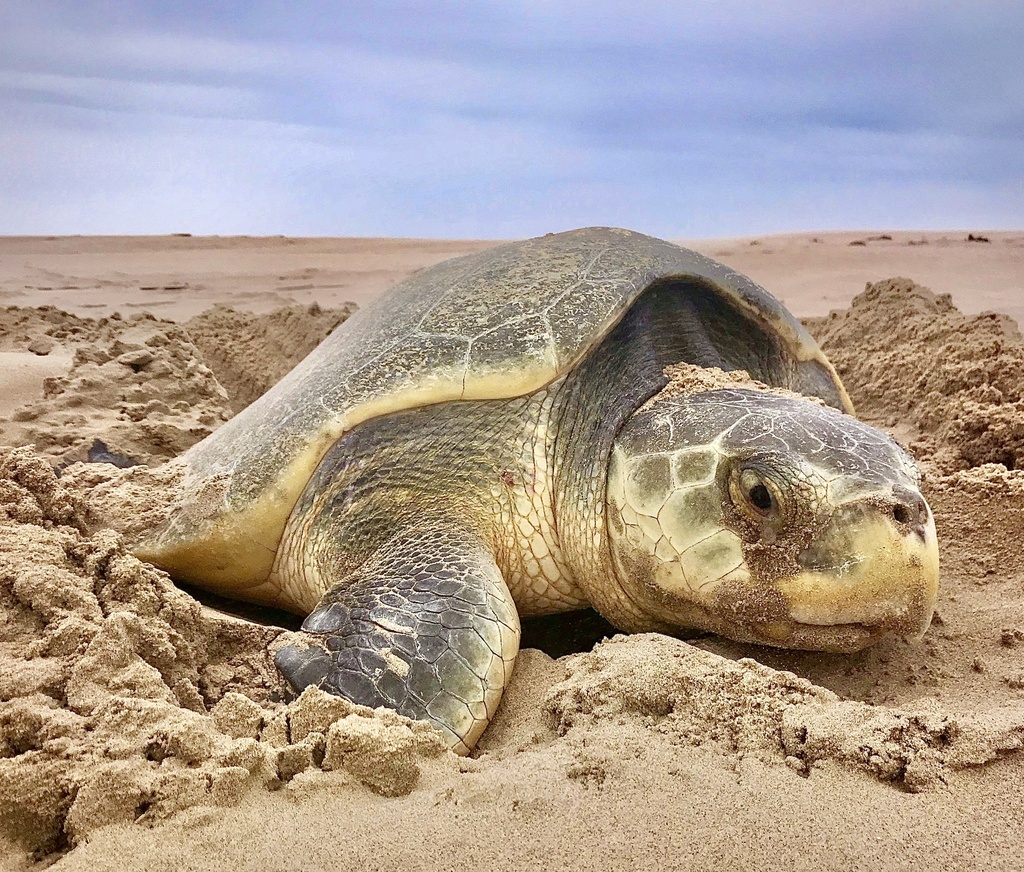 Kemp's Ridley Sea Turtle in April 2020 by Luis Alfredo Cárcamo Gómez ...