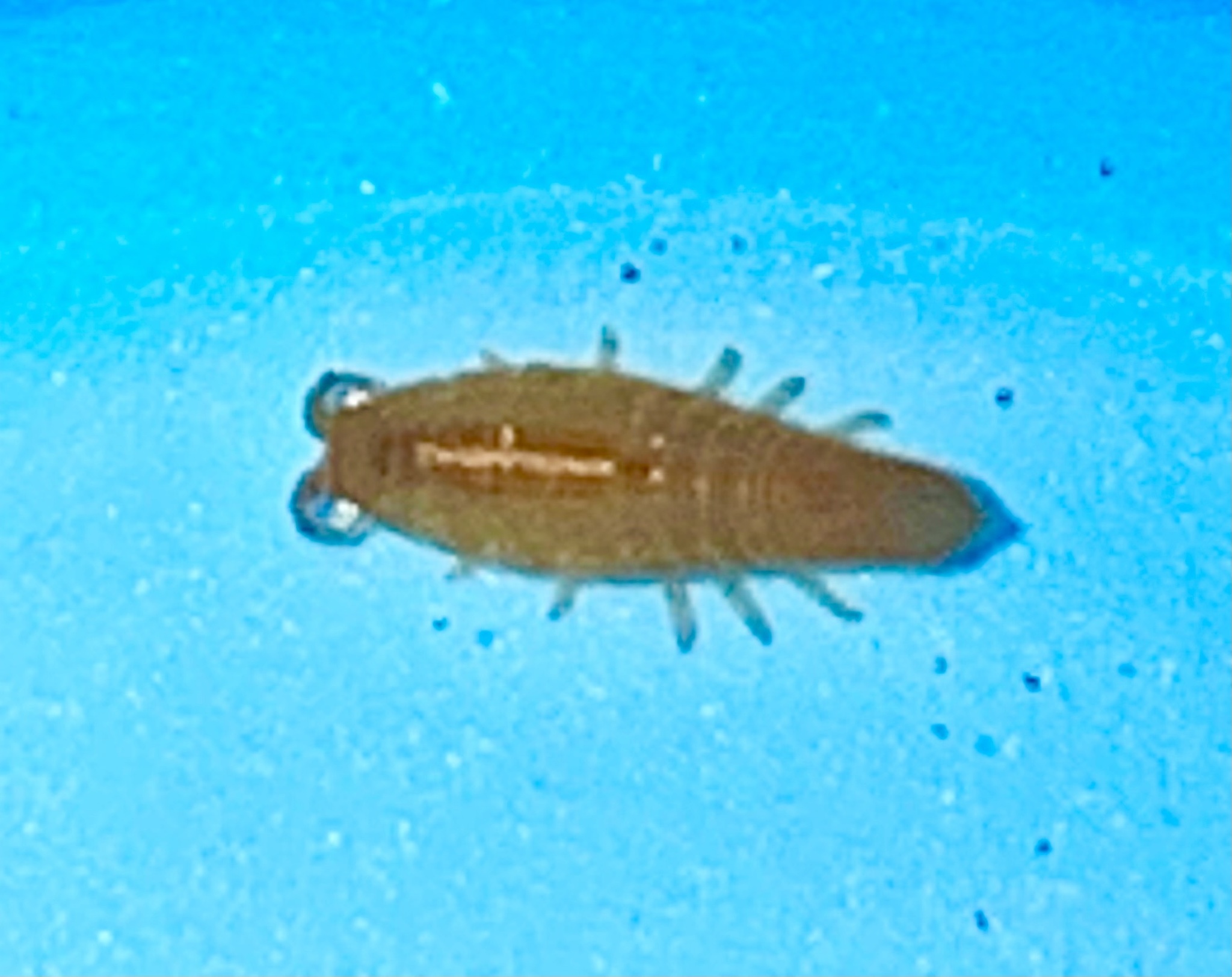 Idotea granulosa Rathke, 1843