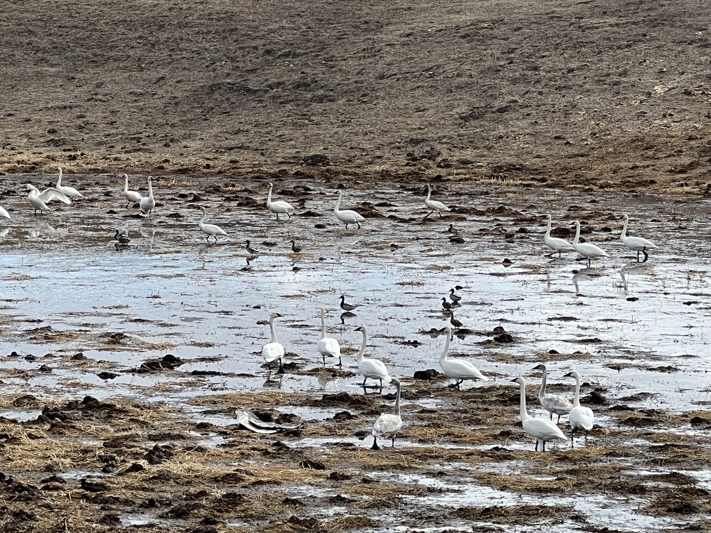 Trumpeter Swan from Range Road 284, Pincher Creek No. 9, AB, CA on ...