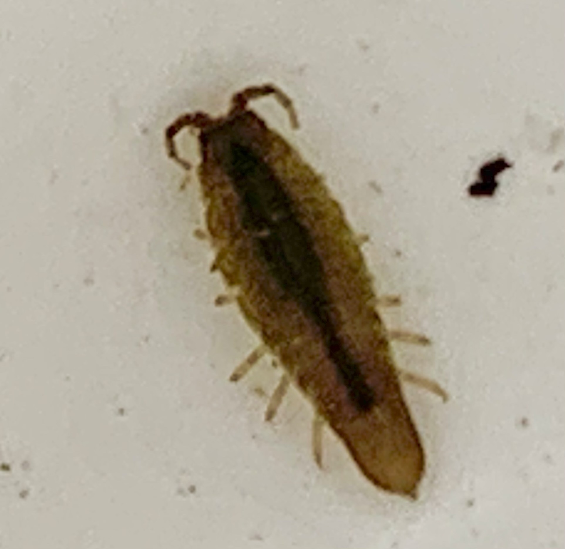 Idotea granulosa Rathke, 1843